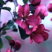 Plant Finder | Conserve Castle Rock, CO