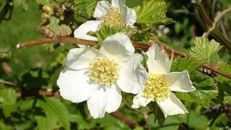 Plant Finder | Conserve Castle Rock, CO