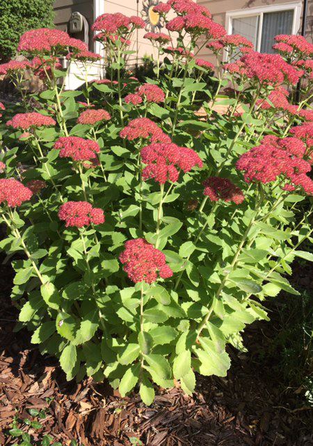 Plant Finder | Conserve Castle Rock, CO
