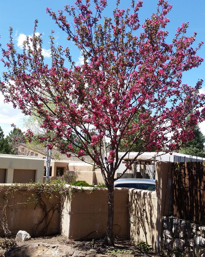 Plant Finder | Conserve Castle Rock, CO