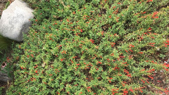 Plant Finder | Conserve Castle Rock, CO
